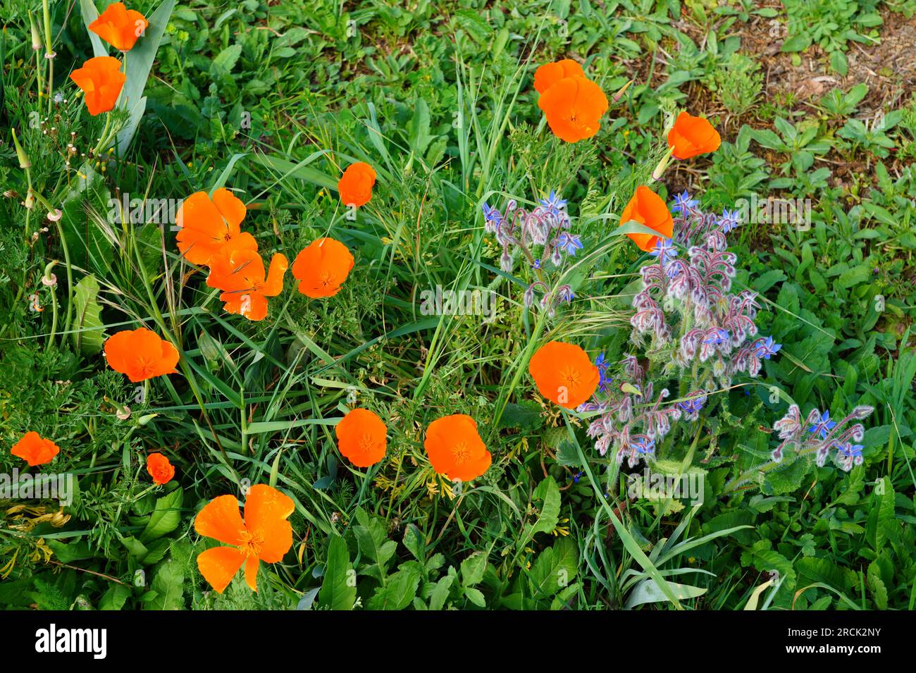 Orange california poppy hi-res stock photography and images - Alamy