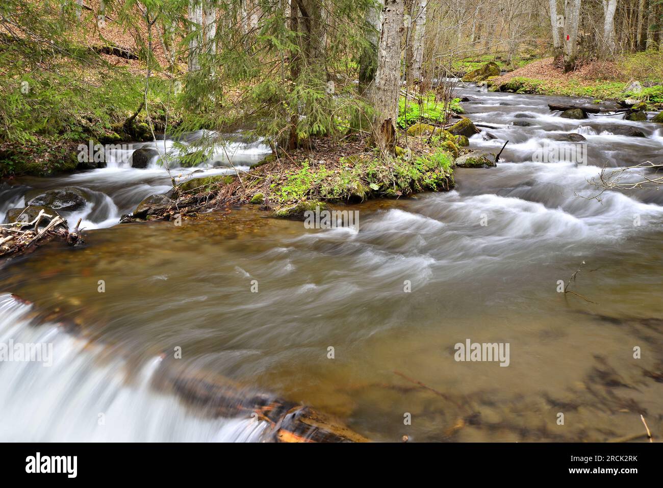 Mountain stream in early spring in the Carpathians Stock Photo - Alamy