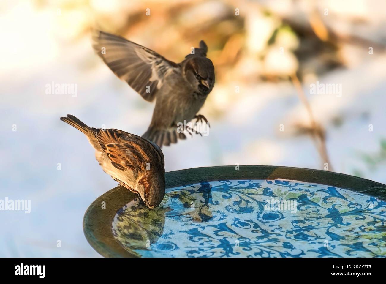 Sparrows using a birdbath Stock Photo - Alamy
