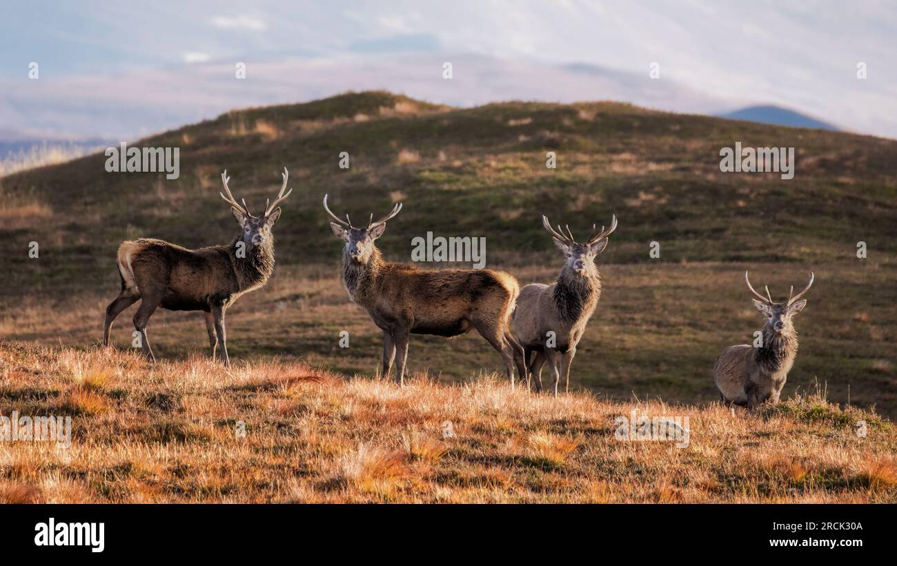 Stags in the highlands hi-res stock photography and images - Alamy
