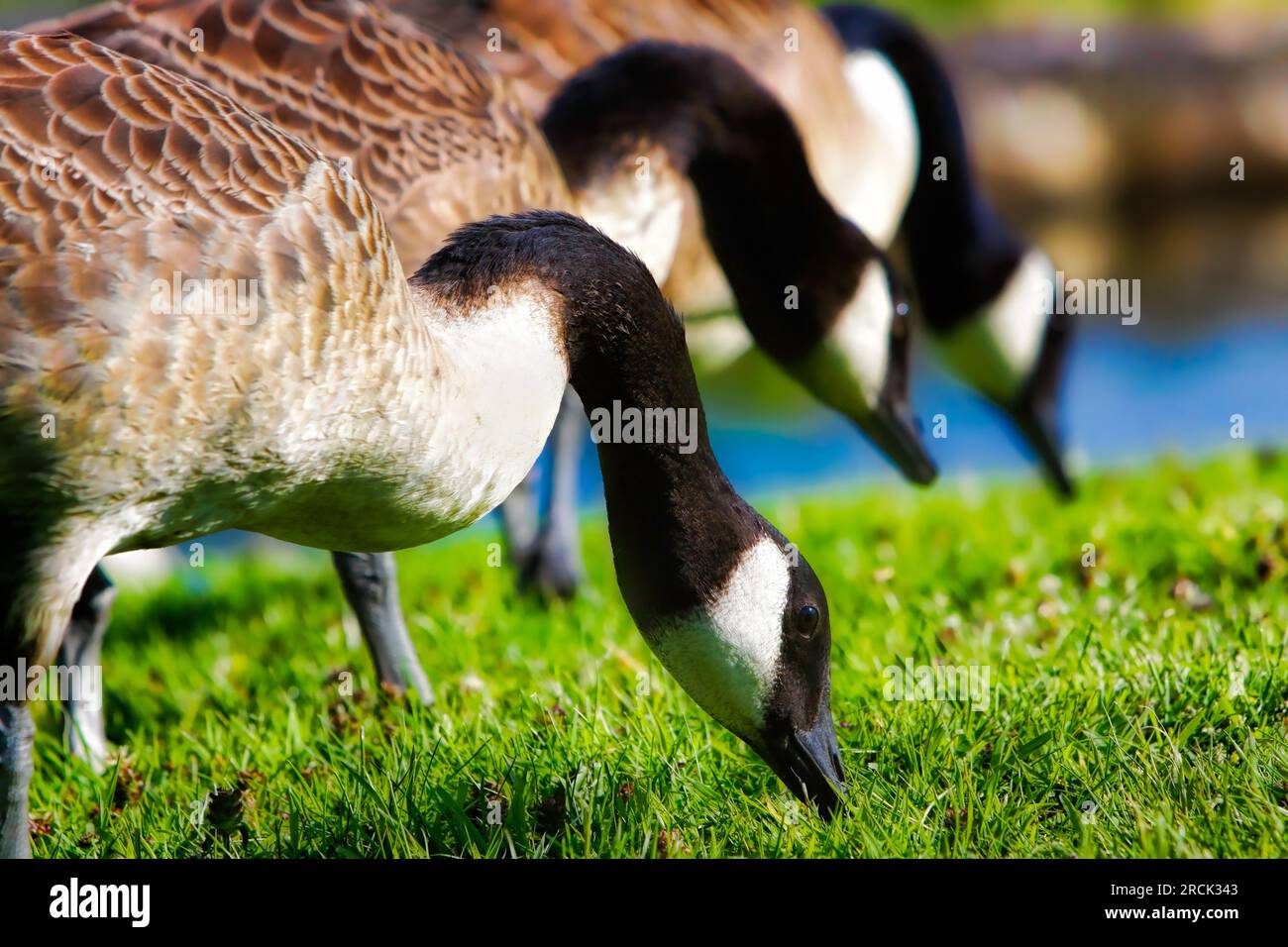 Synchronized eating hi-res stock photography and images - Alamy