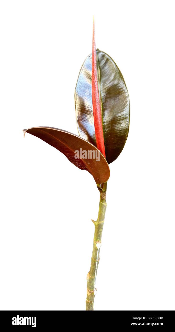 Ficus elastica or rubber plant with red flower and green leaves ...