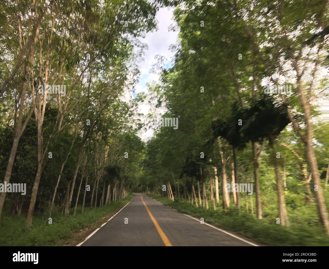 Road in forest in beautiful day in spring., trees with green foliage ...