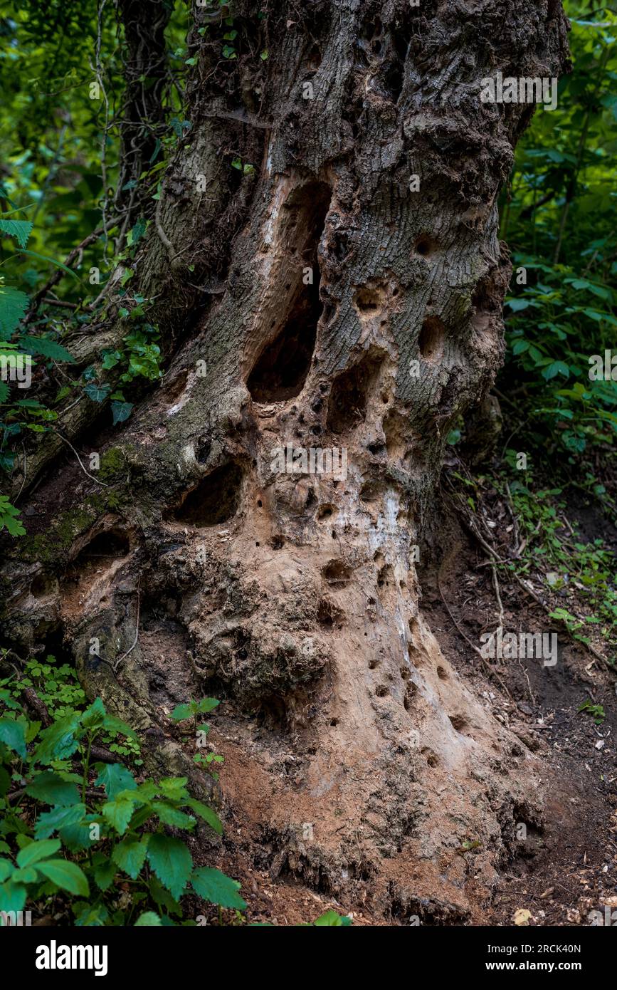 Hollowed-out woodpecker dry tree. Holes in the trunk of a dry tree ...