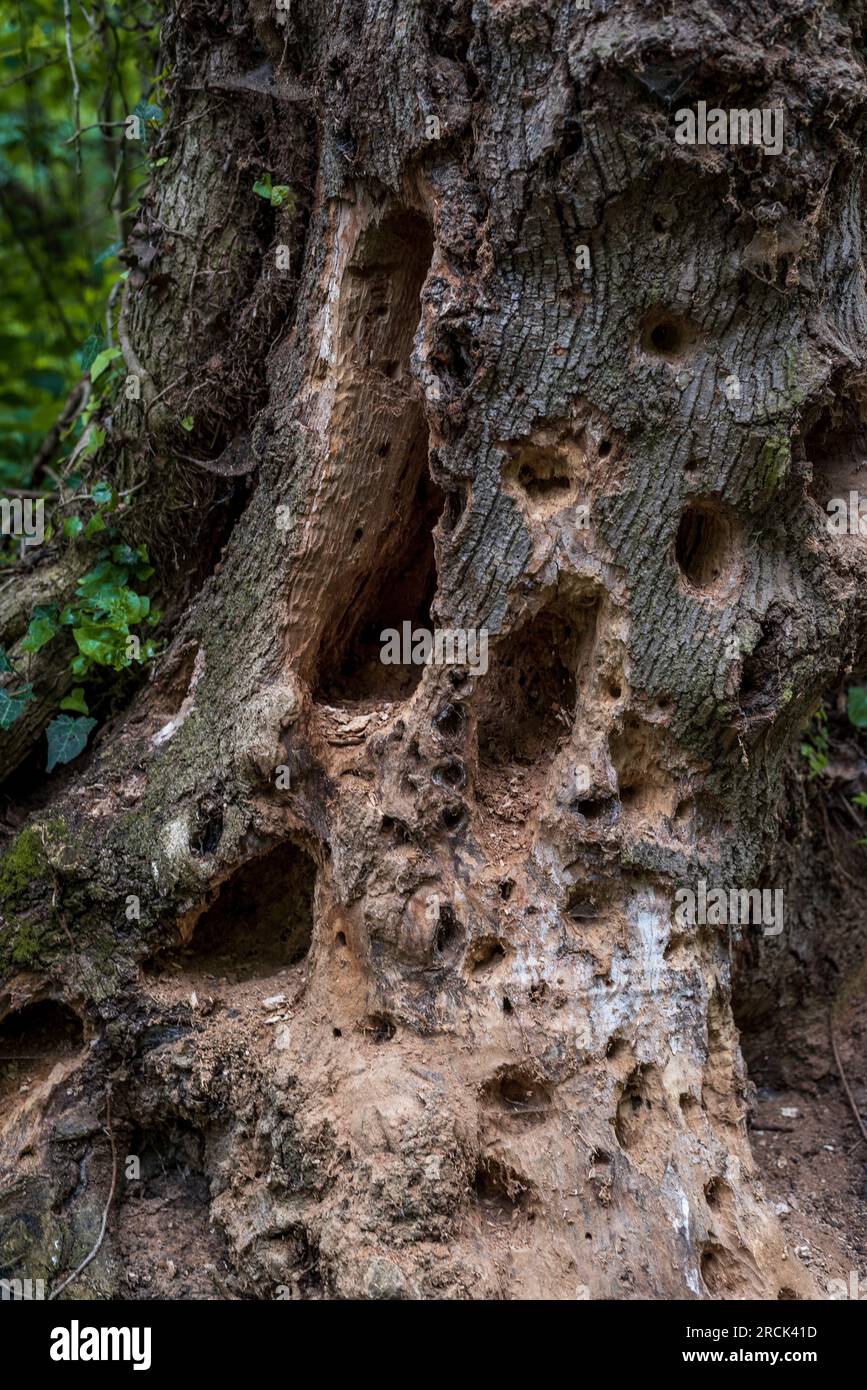 Hollowed-out woodpecker dry tree. Holes in the trunk of a dry tree ...