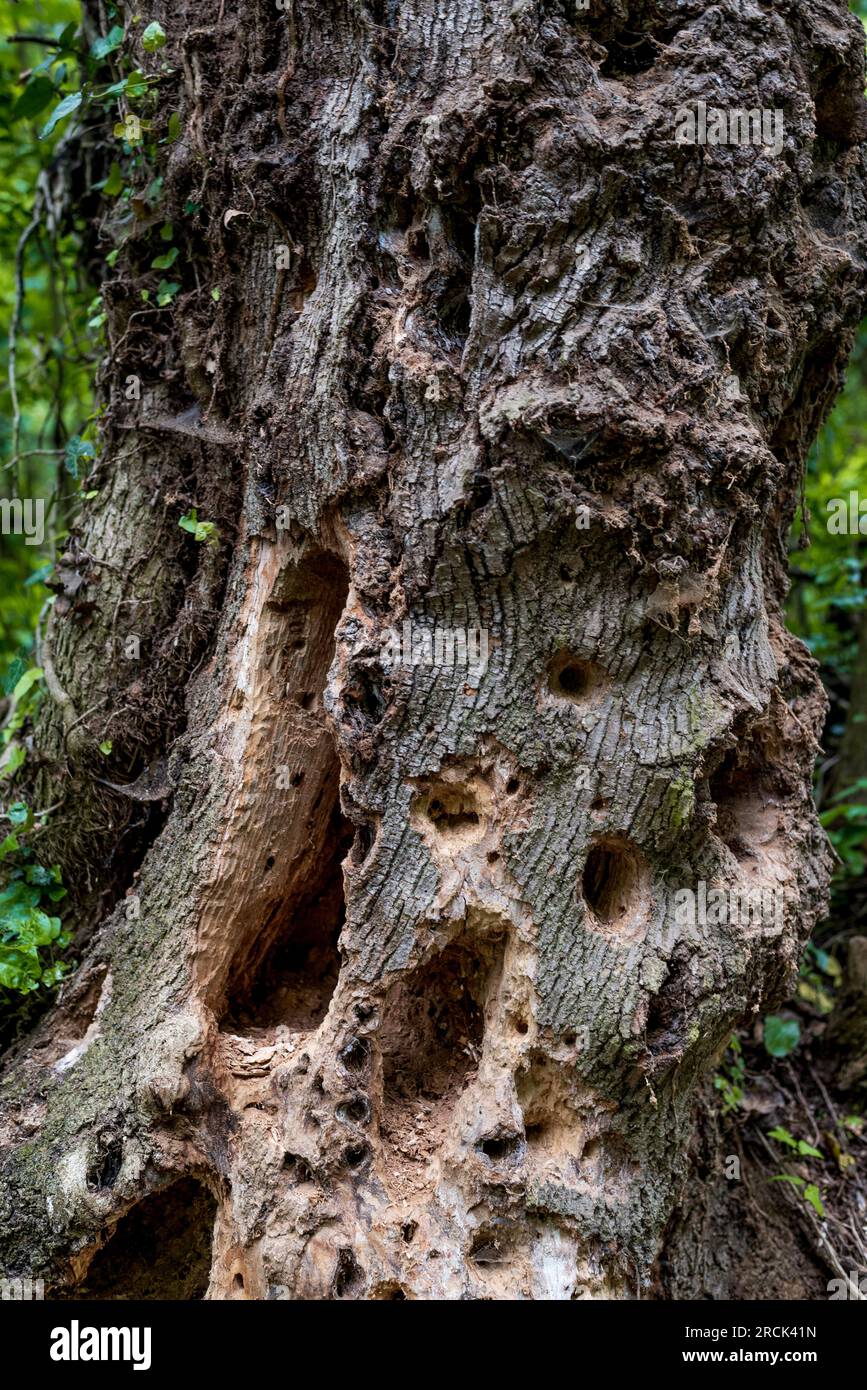 Hollowed-out woodpecker dry tree. Holes in the trunk of a dry tree ...