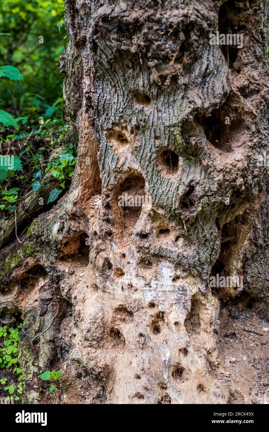 Hollowed-out woodpecker dry tree. Holes in the trunk of a dry tree ...