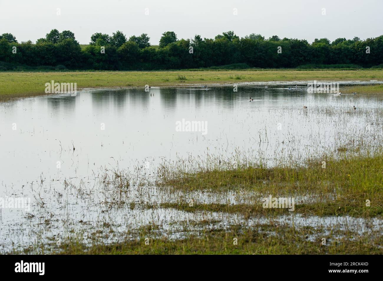 Waterlogged under foot hi-res stock photography and images - Alamy