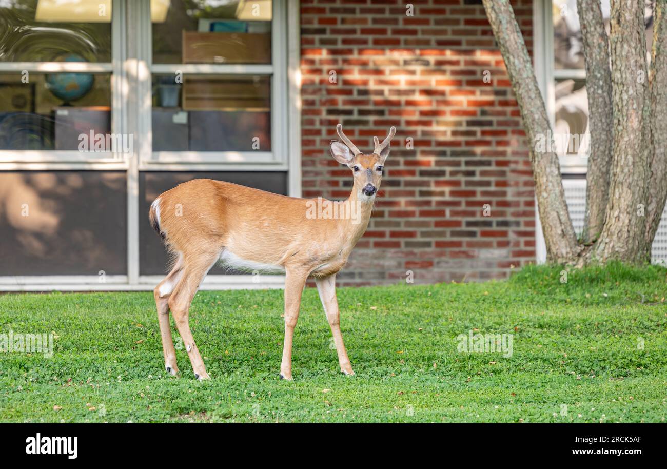 young buck eating grass in pearson high school yard Stock Photo - Alamy