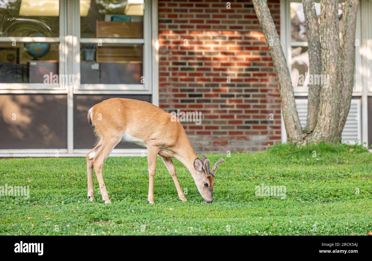 young buck eating grass in pearson high school yard Stock Photo - Alamy