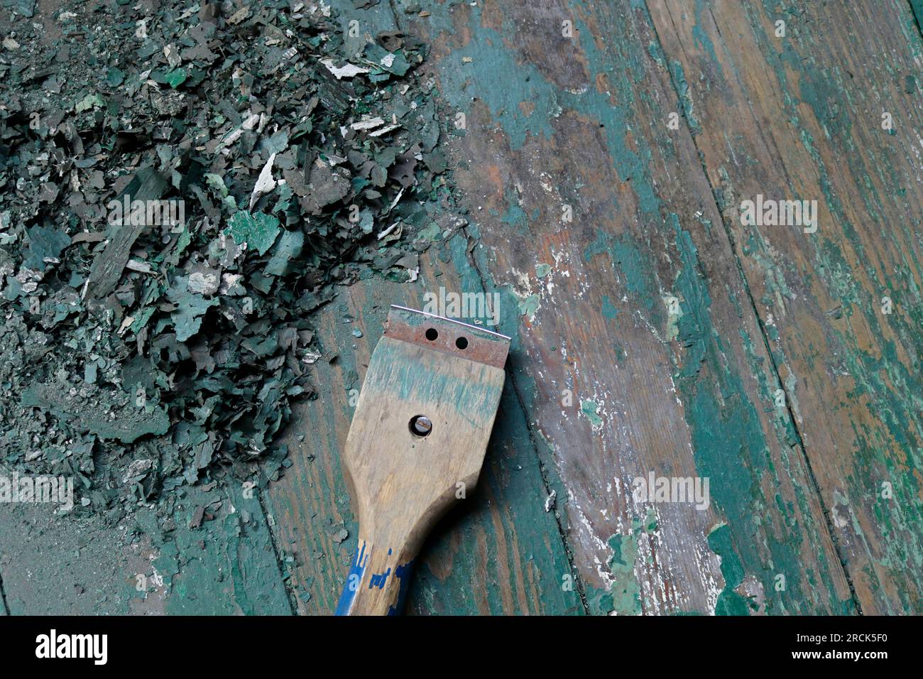 Scraping old peeling paint with a hand scraper from a wide plank wood ...