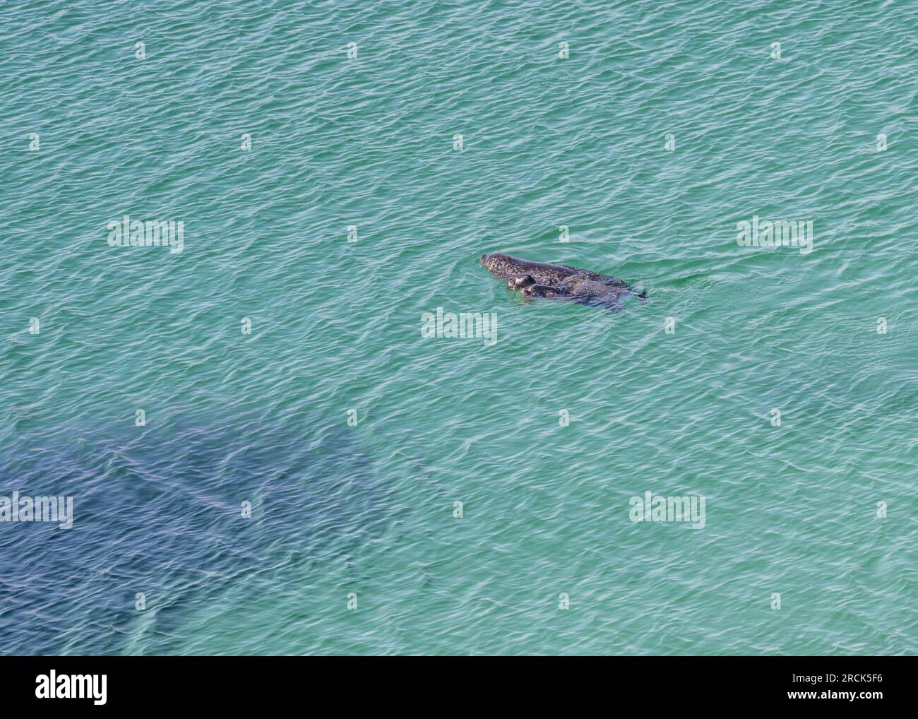 Seal common (Phoca vitulina), swimming just off pupping beach with pup ...