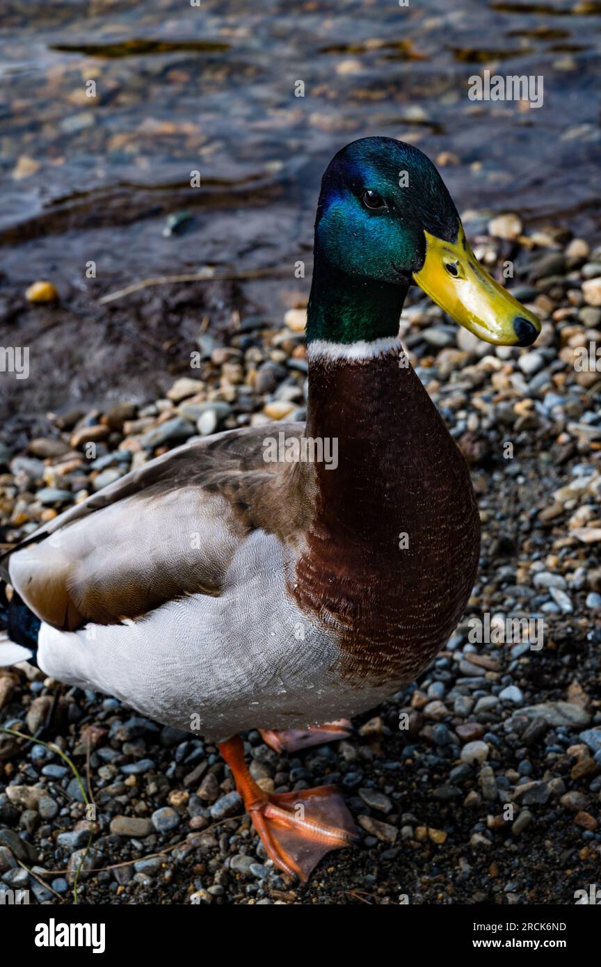 Irish duck species hi-res stock photography and images - Alamy
