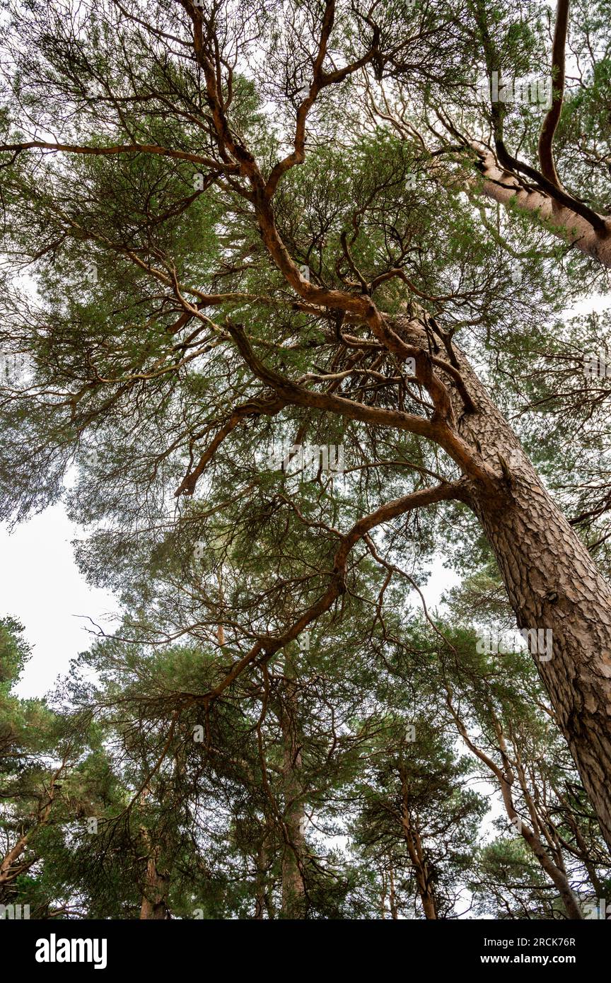 Italian Stone Pine Tree, Glendalough, County Wicklow, Republic of ...