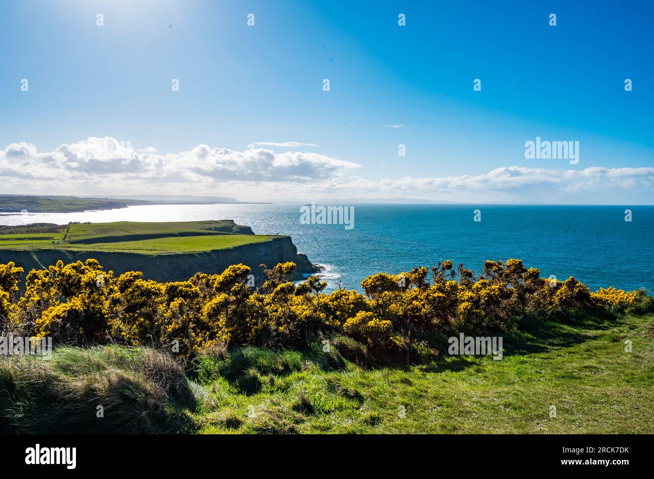 Yellow Common Gorse at The Giant’s Causeway, Bushmills, County Antrim ...