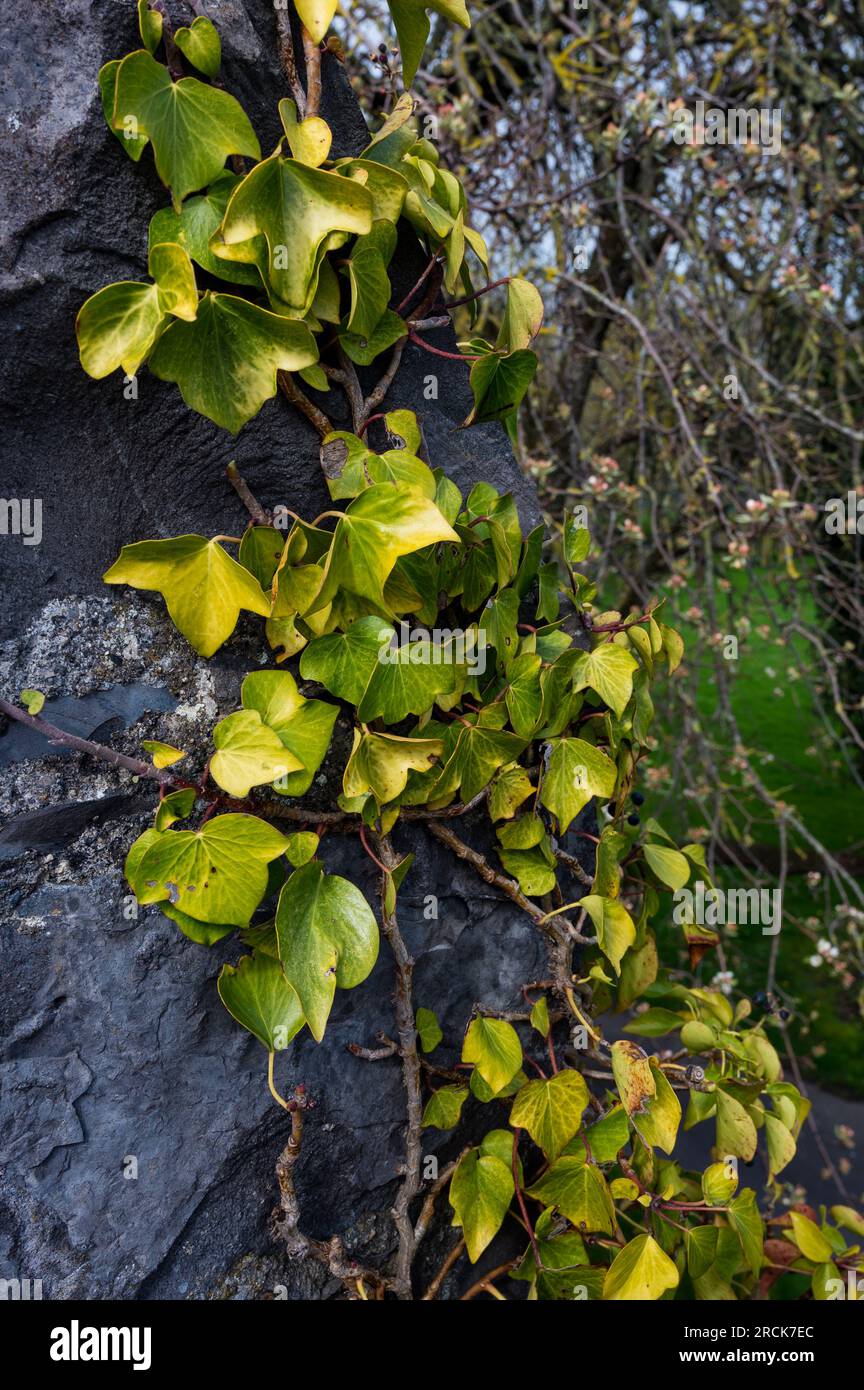 13th century dublin castle hi-res stock photography and images - Alamy