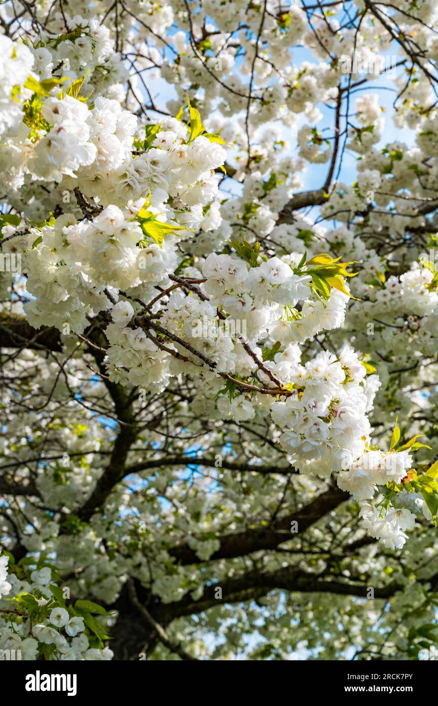 Wild Cherry Tree, Swords, Dublin, Republic of Ireland Stock Photo - Alamy