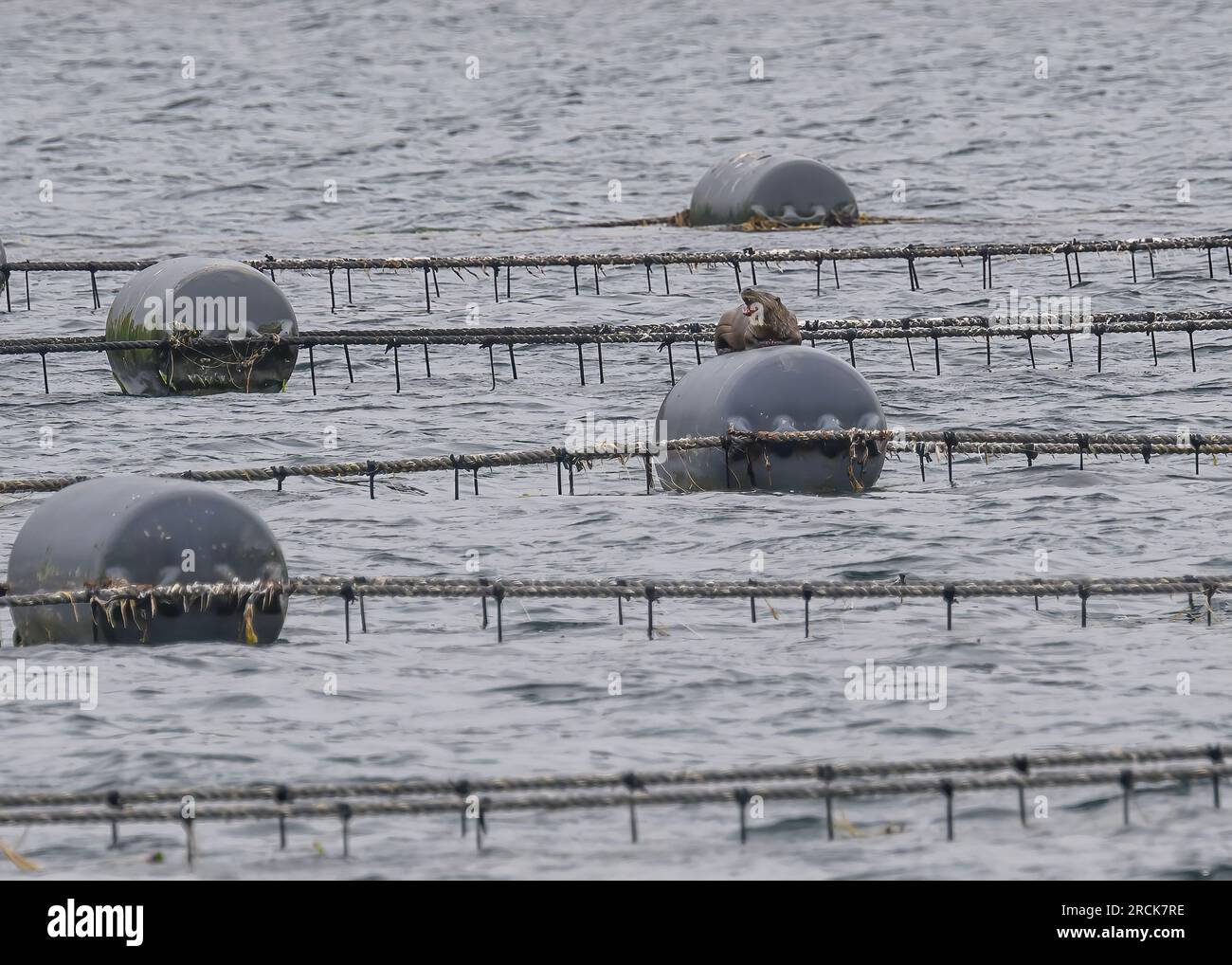 Mussel farm hi-res stock photography and images - Alamy