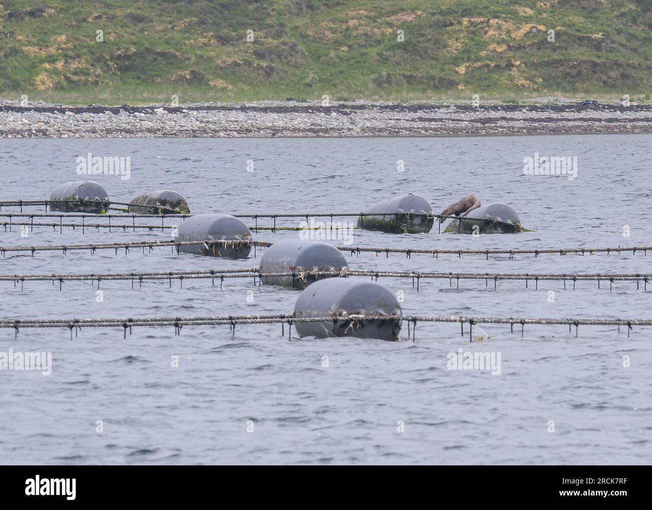 Otter (Lutra lutra), adult feeding around the floats of a mussel farm ...