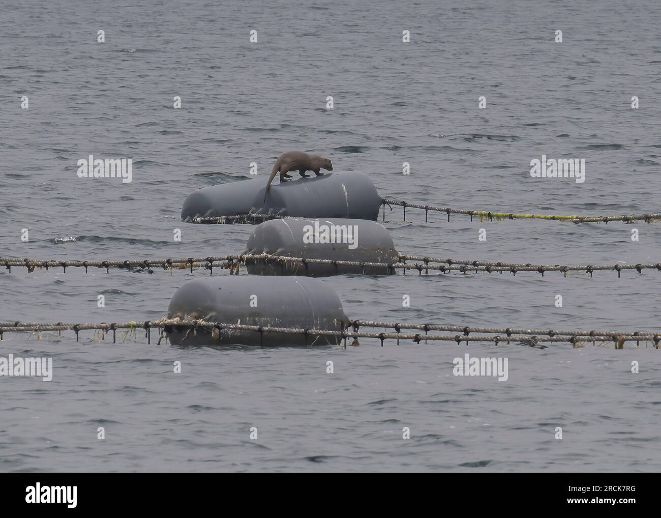 Otter (Lutra lutra), adult feeding around the floats of a mussel farm ...