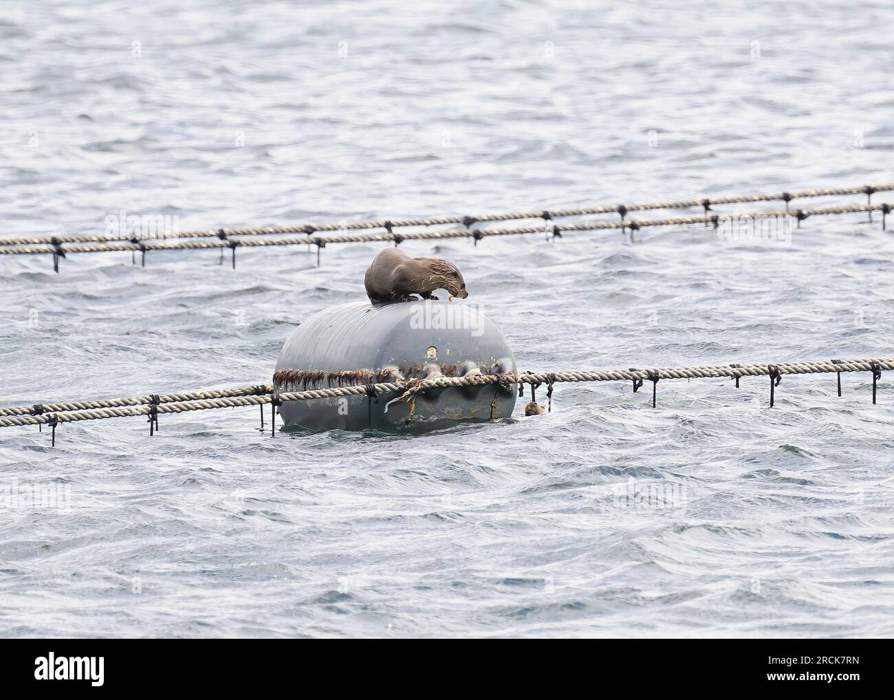 Laxfirth hi-res stock photography and images - Alamy