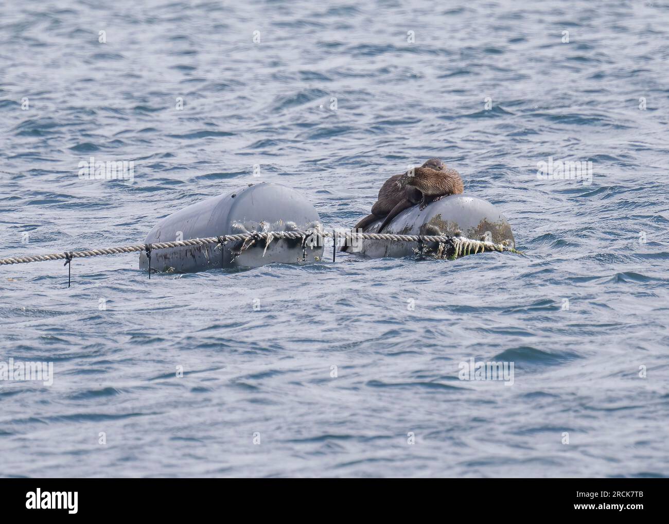 Otter (Lutra lutra), mother and cub feeding around the floats of a ...