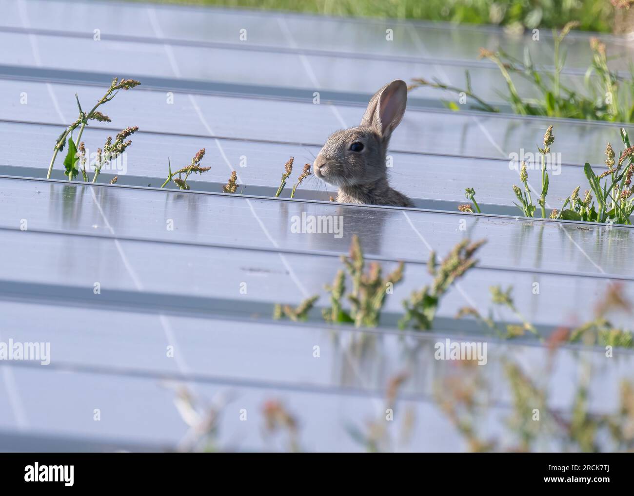 Rabbit (Oryctolagus cuniculus), sitting in between two ground based ...