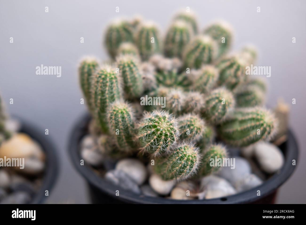 Small cactus in pot with pebble, located in the garden outside of the ...