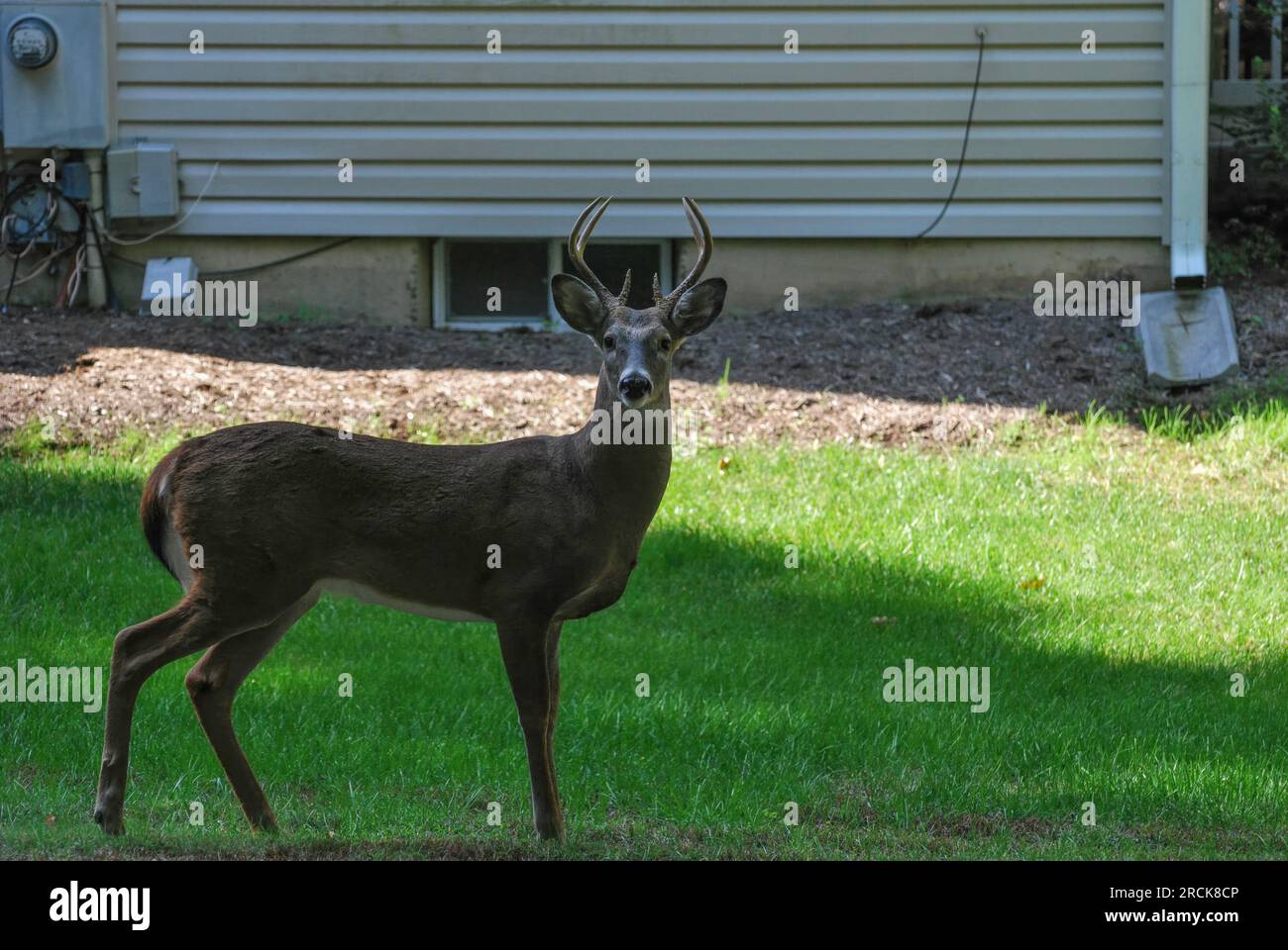 Whitetail deer side view hi-res stock photography and images - Alamy