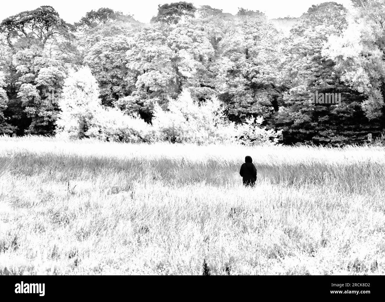 Grasses in silhouette hi-res stock photography and images - Alamy