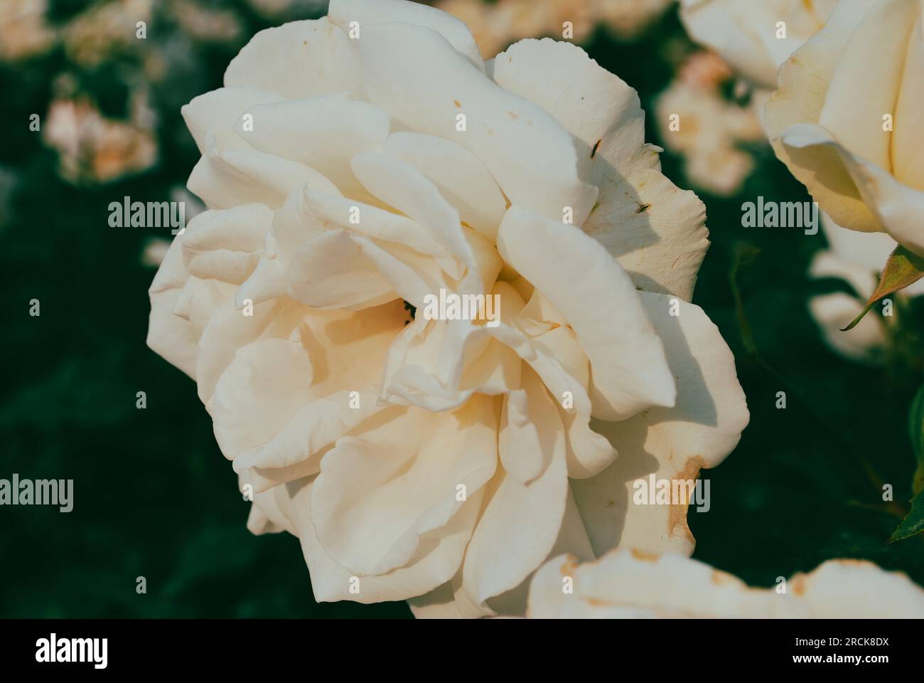 Flower unfurl hi-res stock photography and images - Alamy