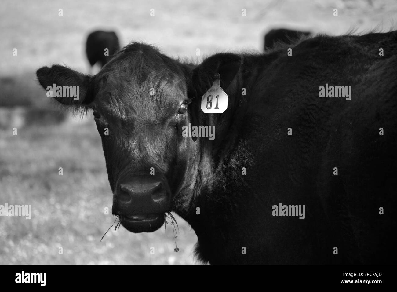 Beef cattle with ear tags on a farm in Abingdon, Virginia Stock Photo ...