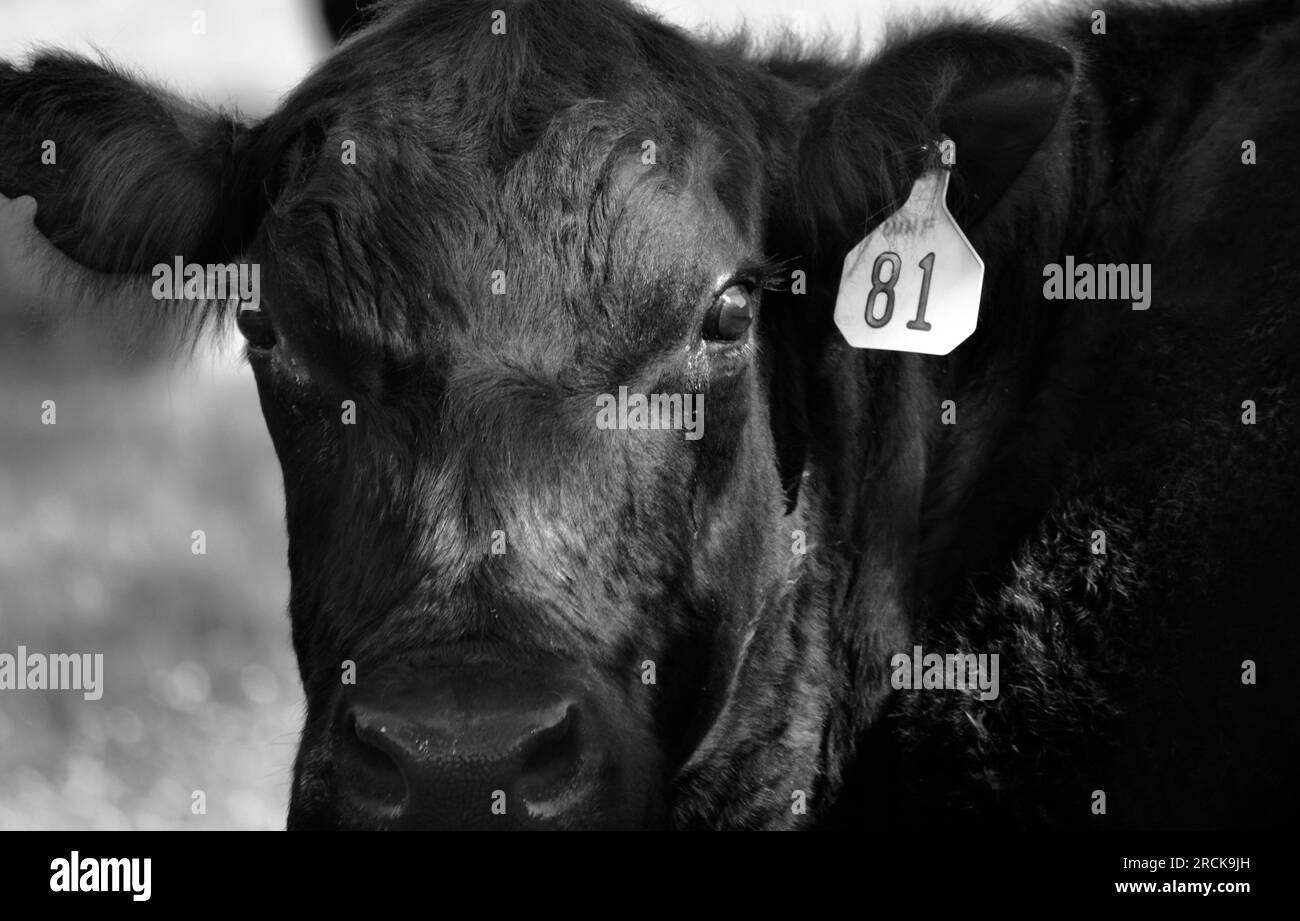 Beef cattle with ear tags on a farm in Abingdon, Virginia Stock Photo ...