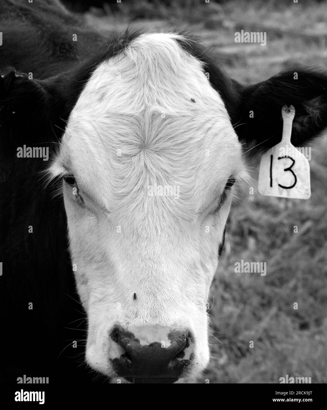 Beef cattle with ear tags on a farm in Abingdon, Virginia Stock Photo ...