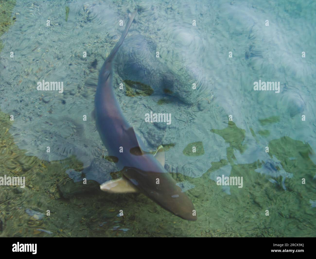 A small shark swimming in shallow water of an outside aquarium Stock ...