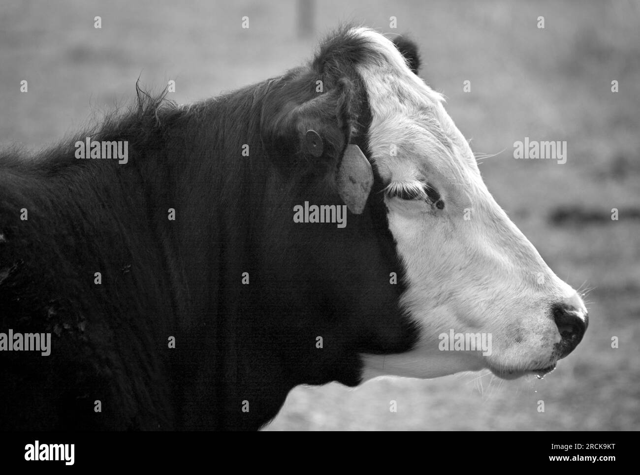 Beef cattle with ear tags on a cattle farm in Abingdon, Virginia Stock ...
