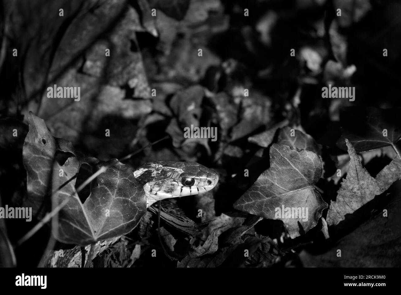 A ribbon snake (Thamnophis saurita) pauses in a bed of English Ivy in ...