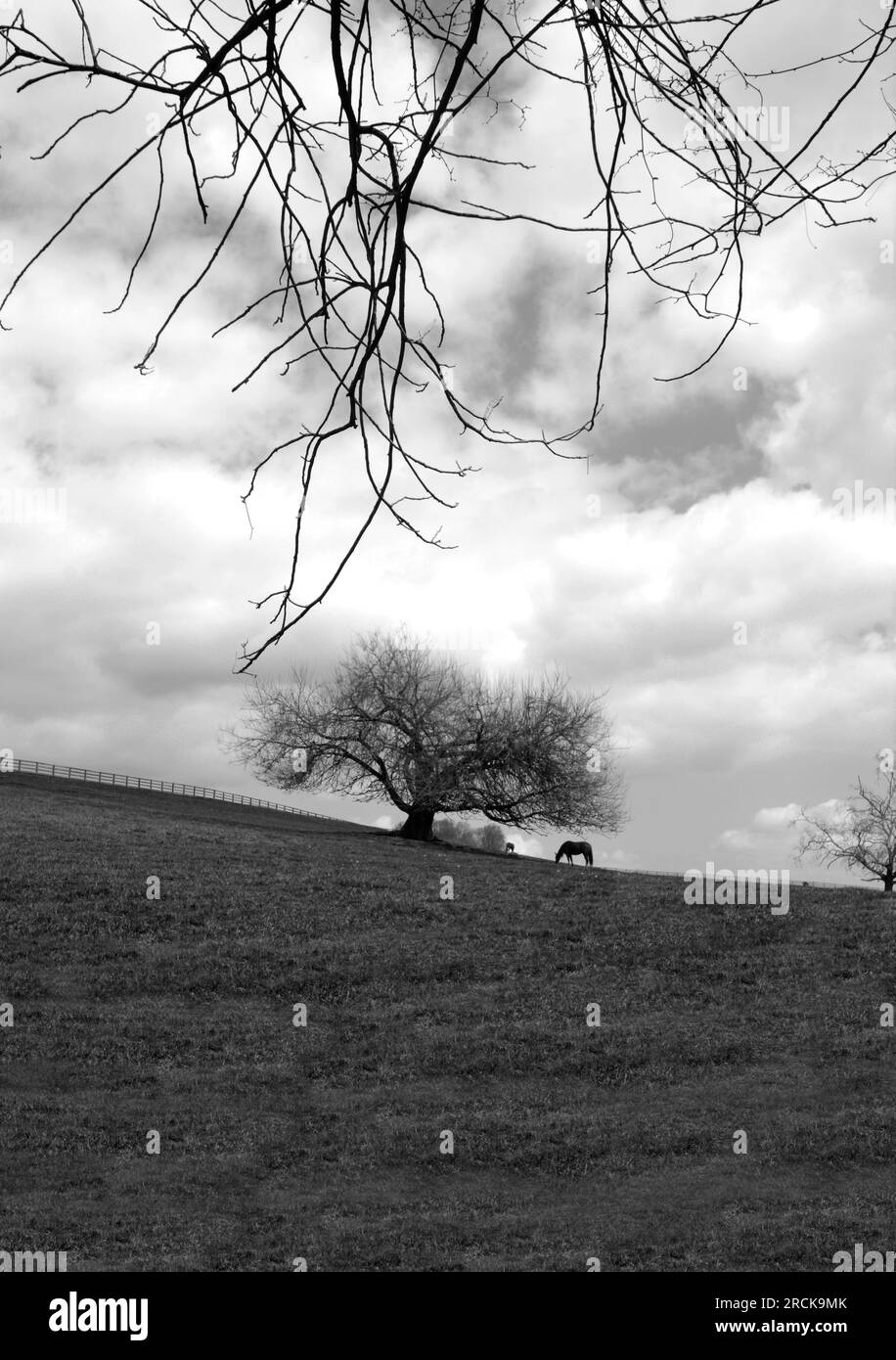 Virginia horse pasture hi-res stock photography and images - Alamy