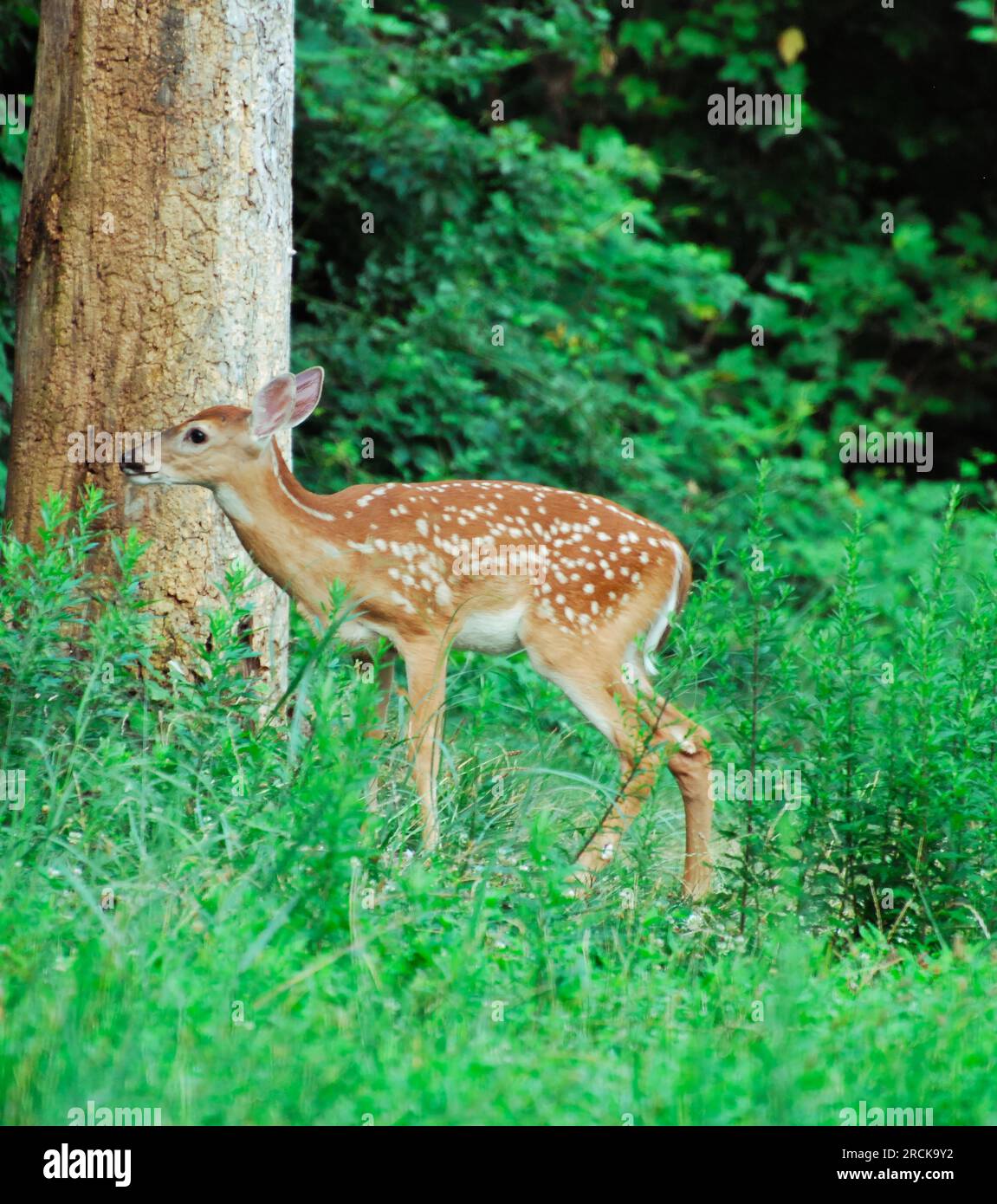 A young deer standing in summer greenery. Deer is young enough to still ...