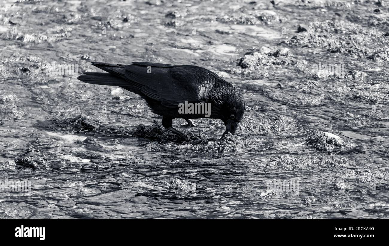 Big crow hi-res stock photography and images - Alamy