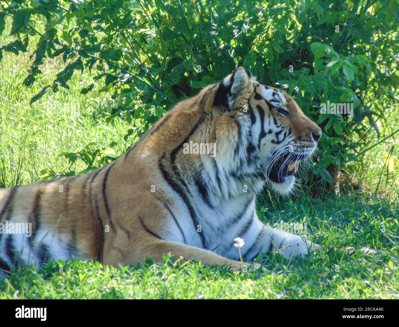 Siberian tiger at the Oradea Zoo, Romania Stock Photo - Alamy
