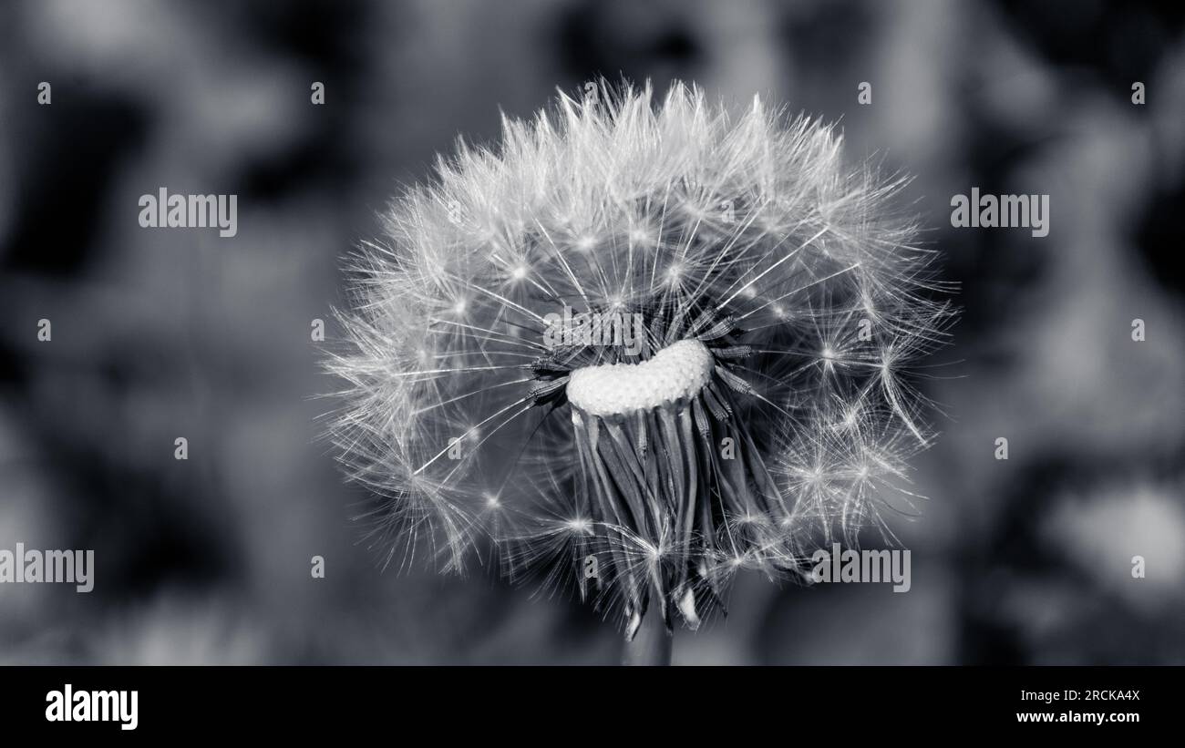 Seed blowing hi-res stock photography and images - Alamy
