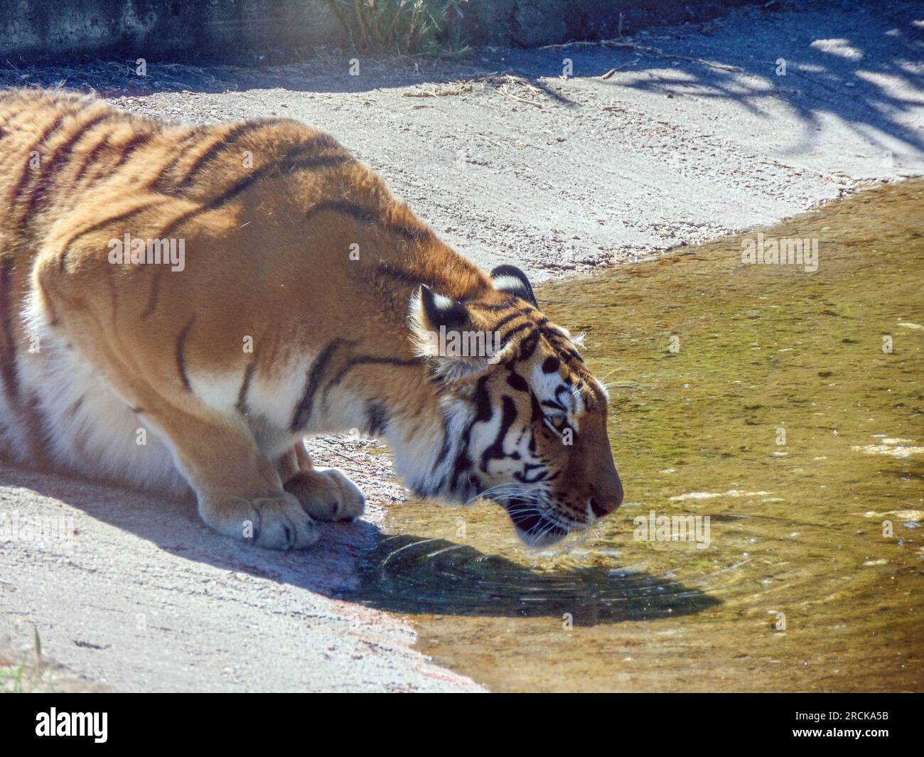 Tiger drinks water hi-res stock photography and images - Alamy