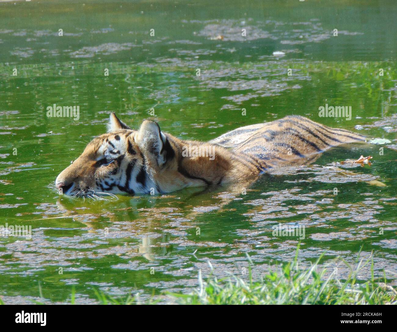 Siberian tiger in the water during summer Stock Photo - Alamy