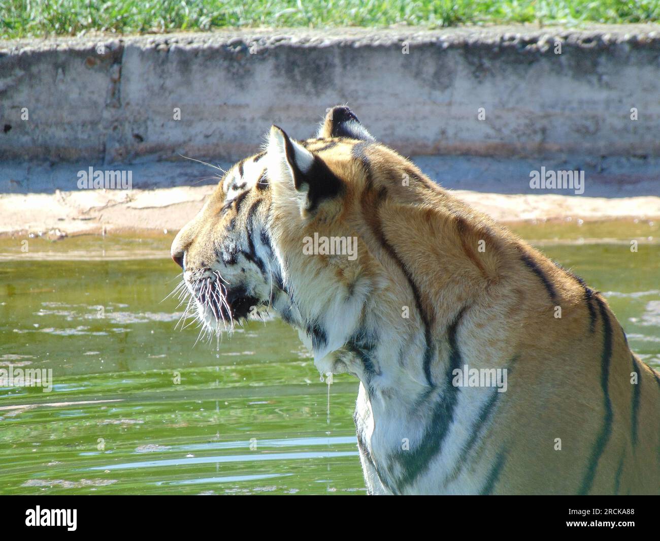 Siberian tiger at the Oradea Zoo, Romania Stock Photo - Alamy