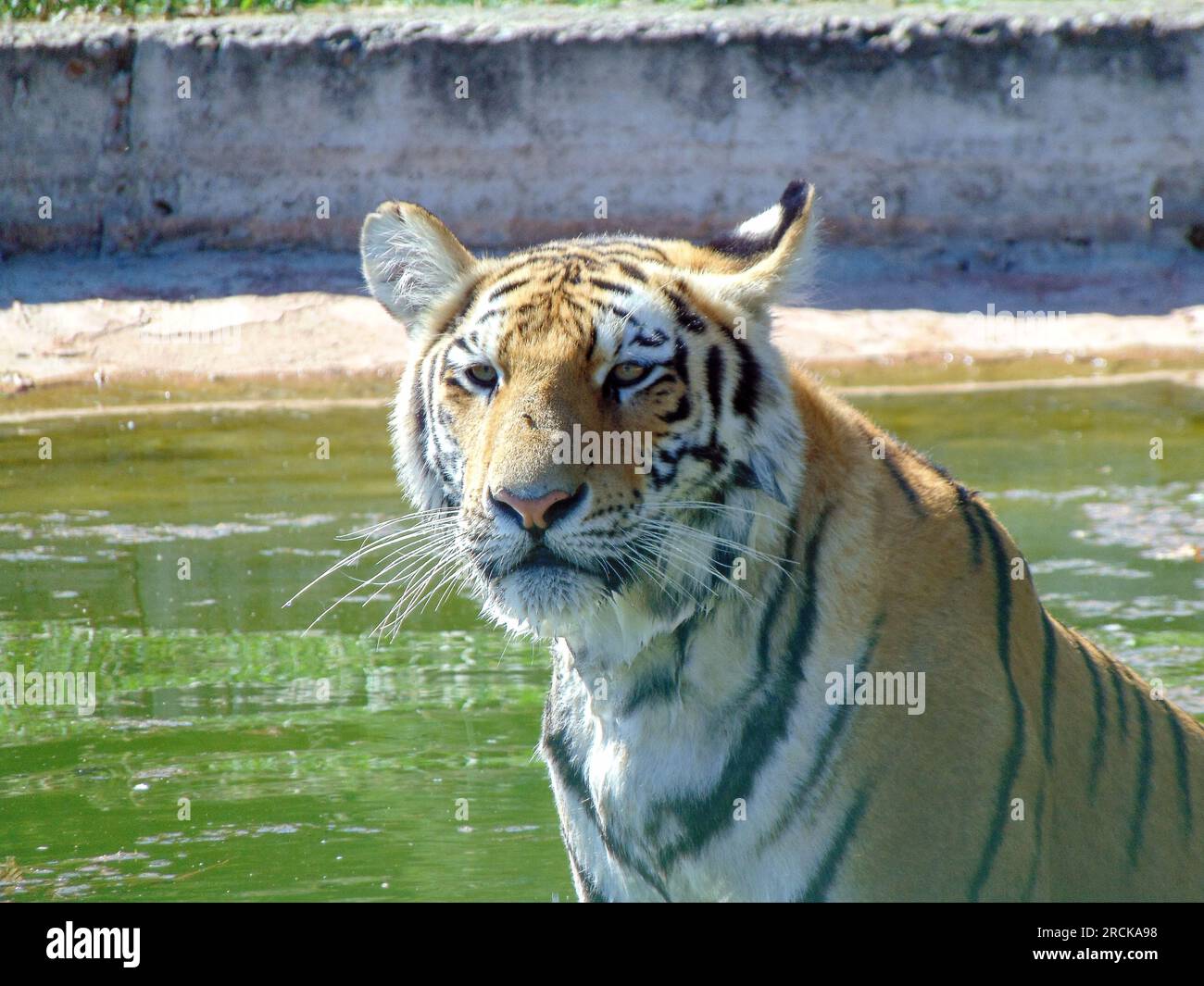 Siberian tiger at the Oradea Zoo, Romania Stock Photo - Alamy