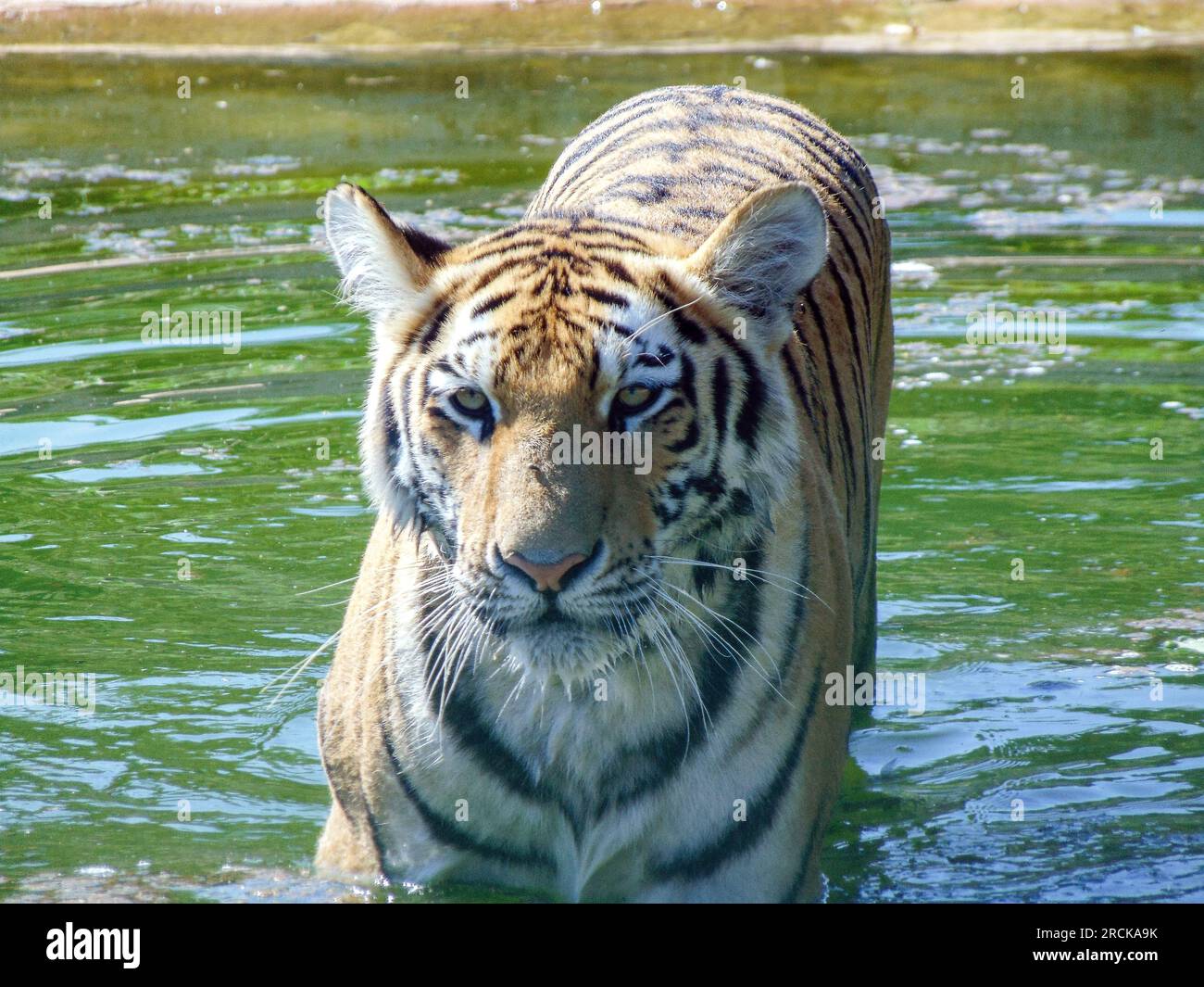 Siberian tiger in the water during summer Stock Photo - Alamy