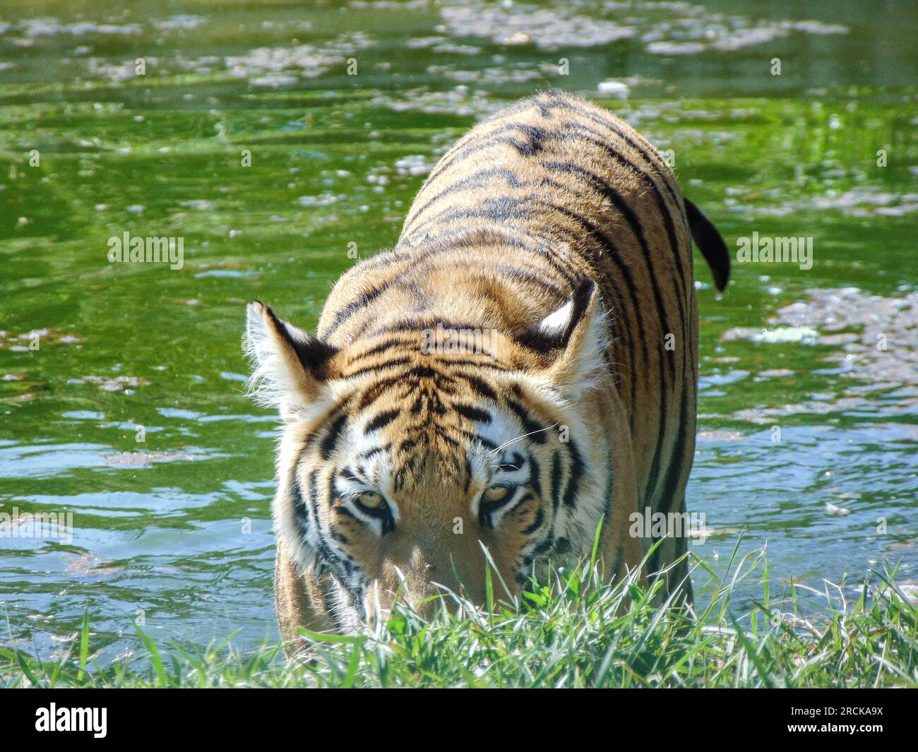 Siberian tiger in the water during summer Stock Photo - Alamy