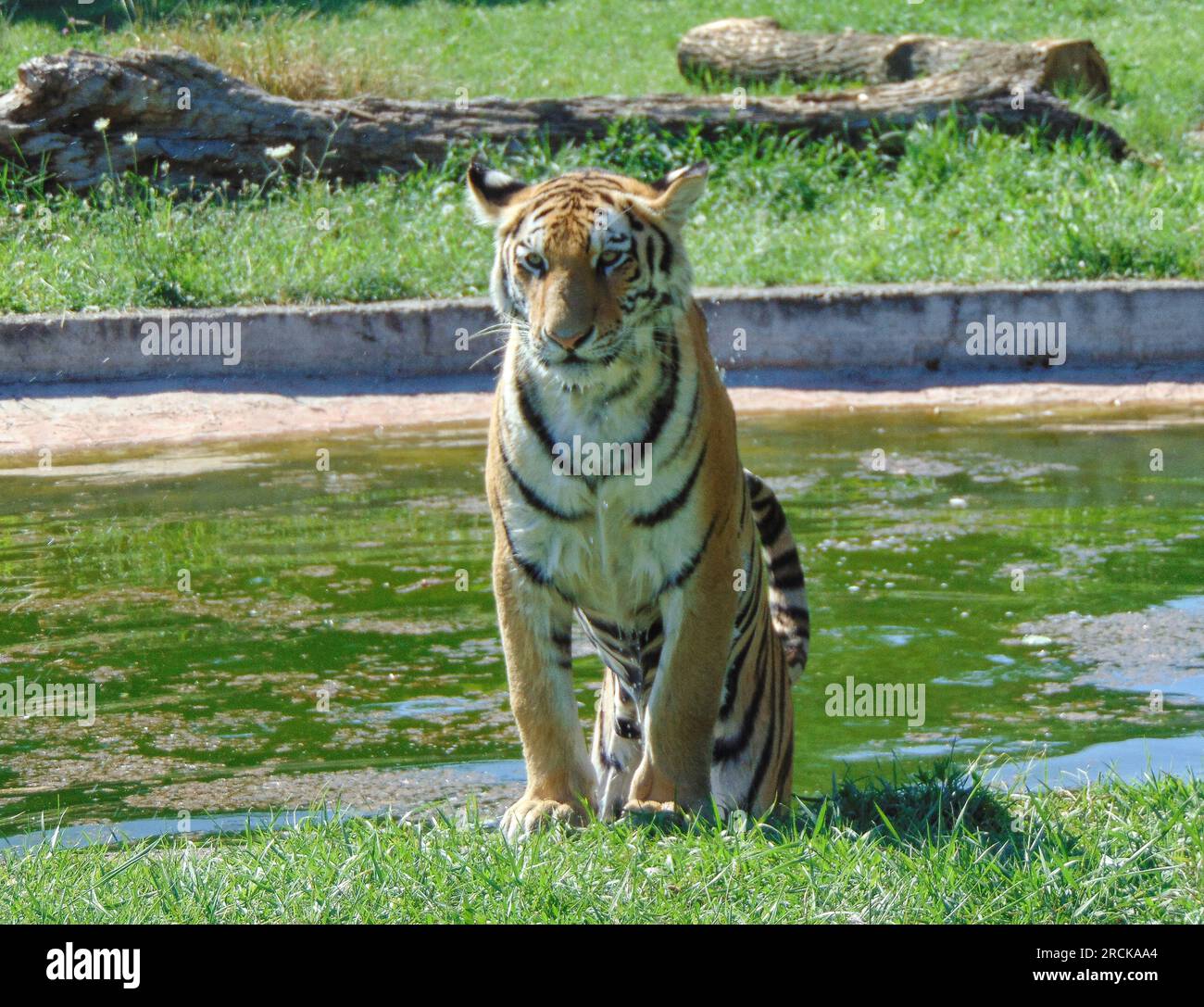 Siberian tiger at the Oradea Zoo, Romania Stock Photo - Alamy
