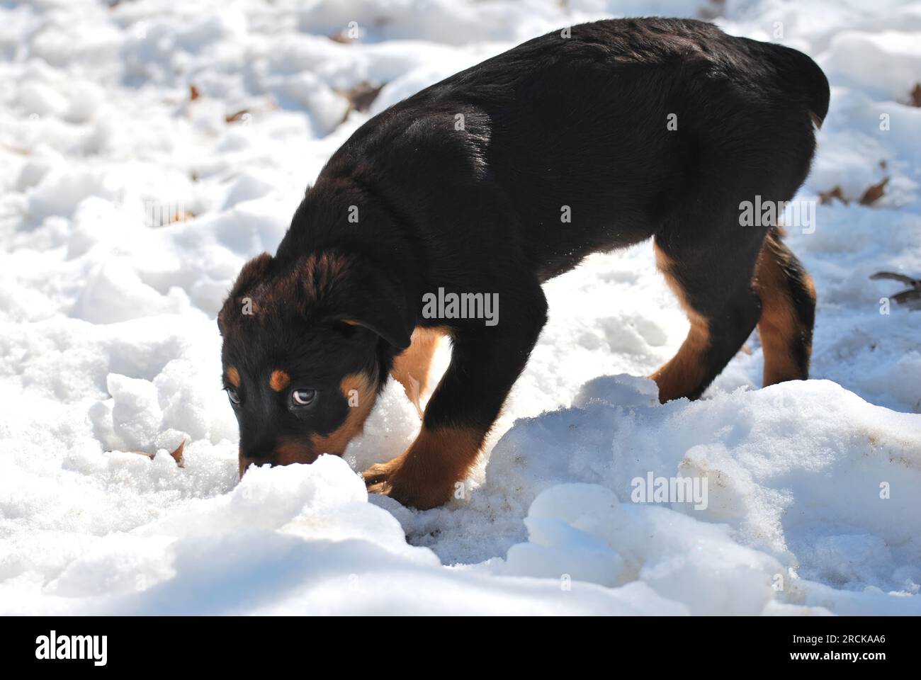Cute Rottweiler puppy exploring snow for the first time Stock Photo - Alamy